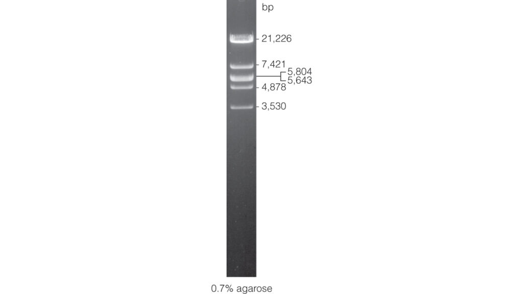 λ DNA/EcoRI Markers – Molecular Products Co.