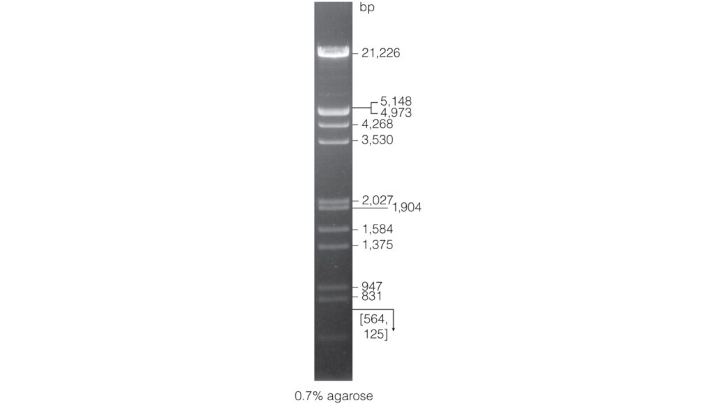 λ DNA/EcoRI + HindIII Markers: – Molecular Products Co.