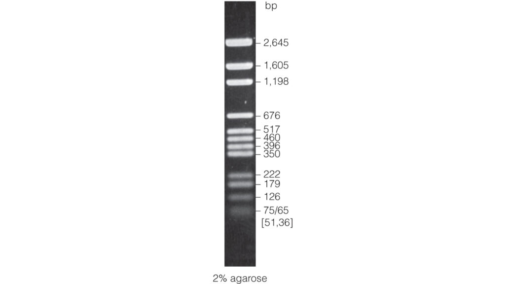 BenchTop pGEM® DNA Markers – Molecular Products Co.