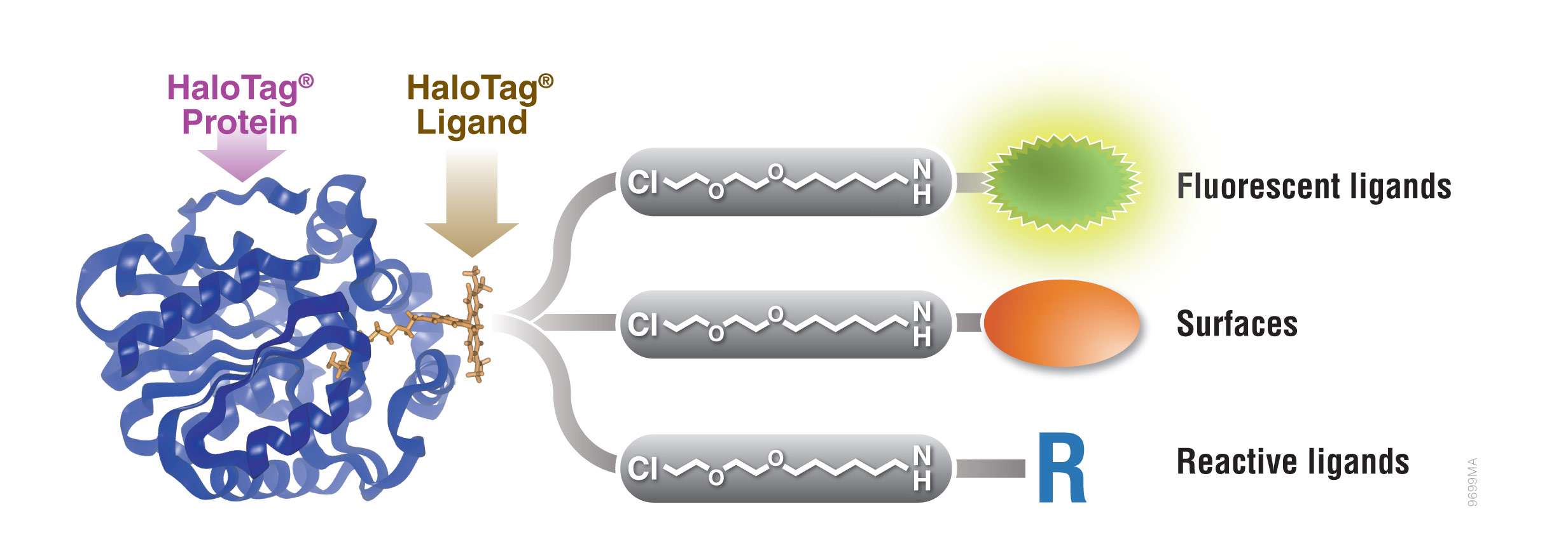 Introduction to Protein Purification – Molecular Products Co.