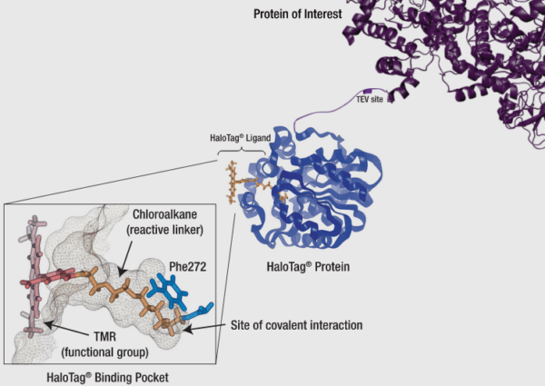 Protein Tagging: How to Choose a Tag for Your Protein – Molecular ...